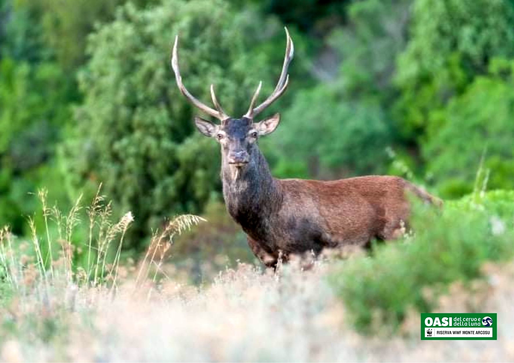 Monte Arcosu, ecco il progetto di sviluppo innovativo nell'oasi del ...